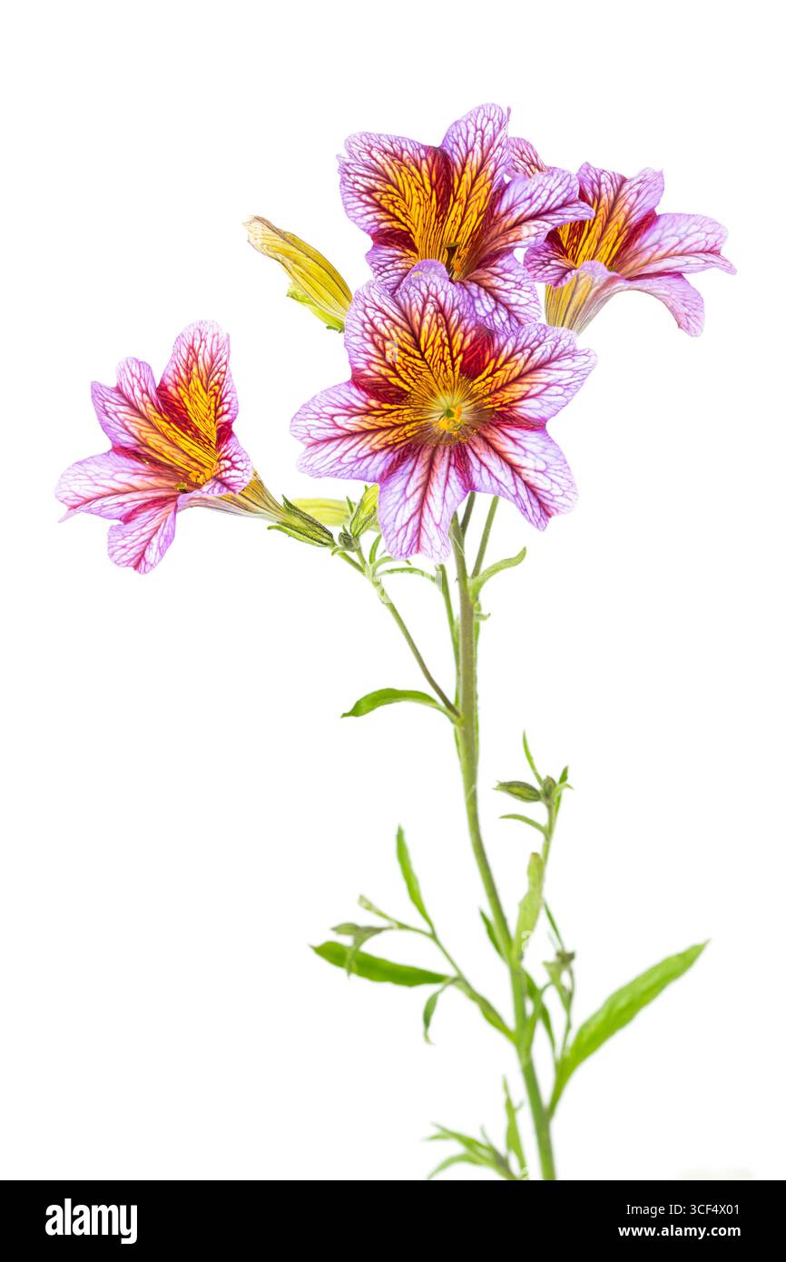 Trumpet plants Cut Out Stock Images & Pictures - Alamy