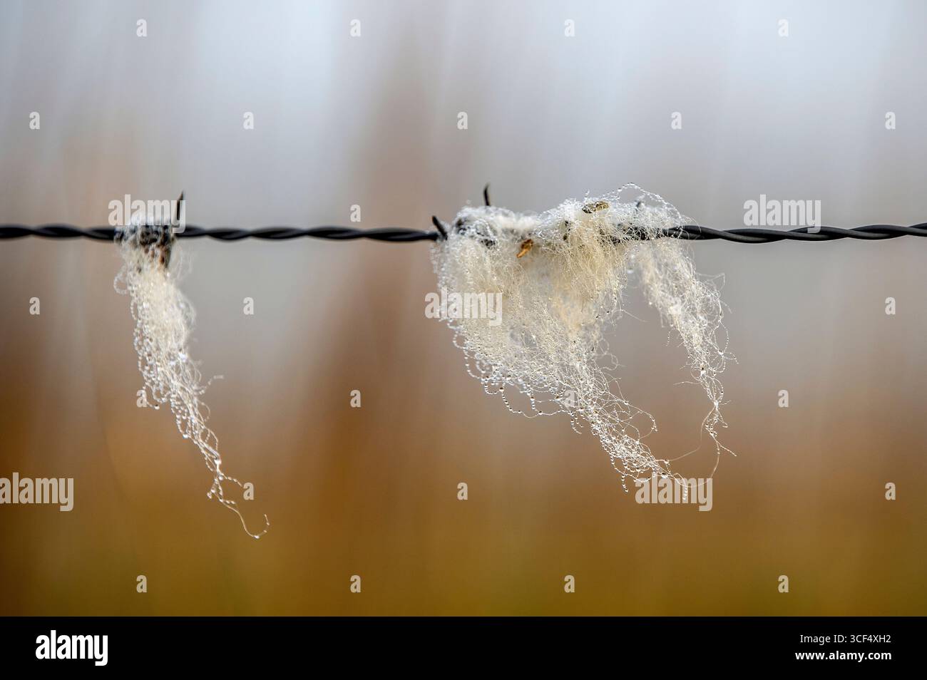 Sheeps wool on wire fence hi-res stock photography and images - Alamy