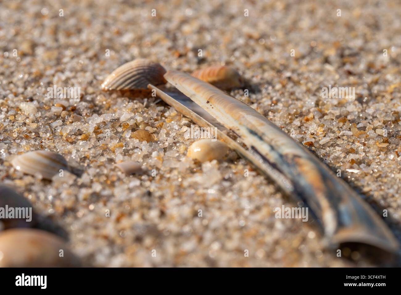 Mussel shell in sand hi-res stock photography and images - Alamy