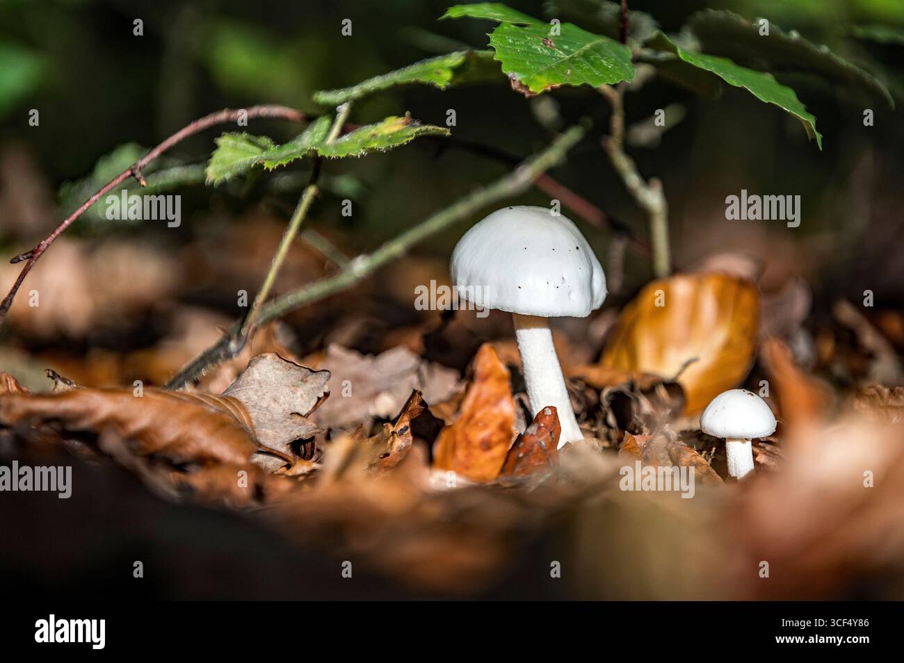 European destroying angel Stock Photo - Alamy