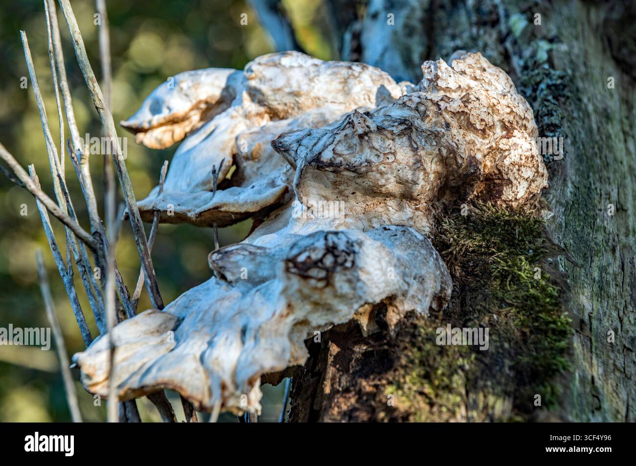 coral tooth fungus growing on a tree trunk Stock Photo - Alamy