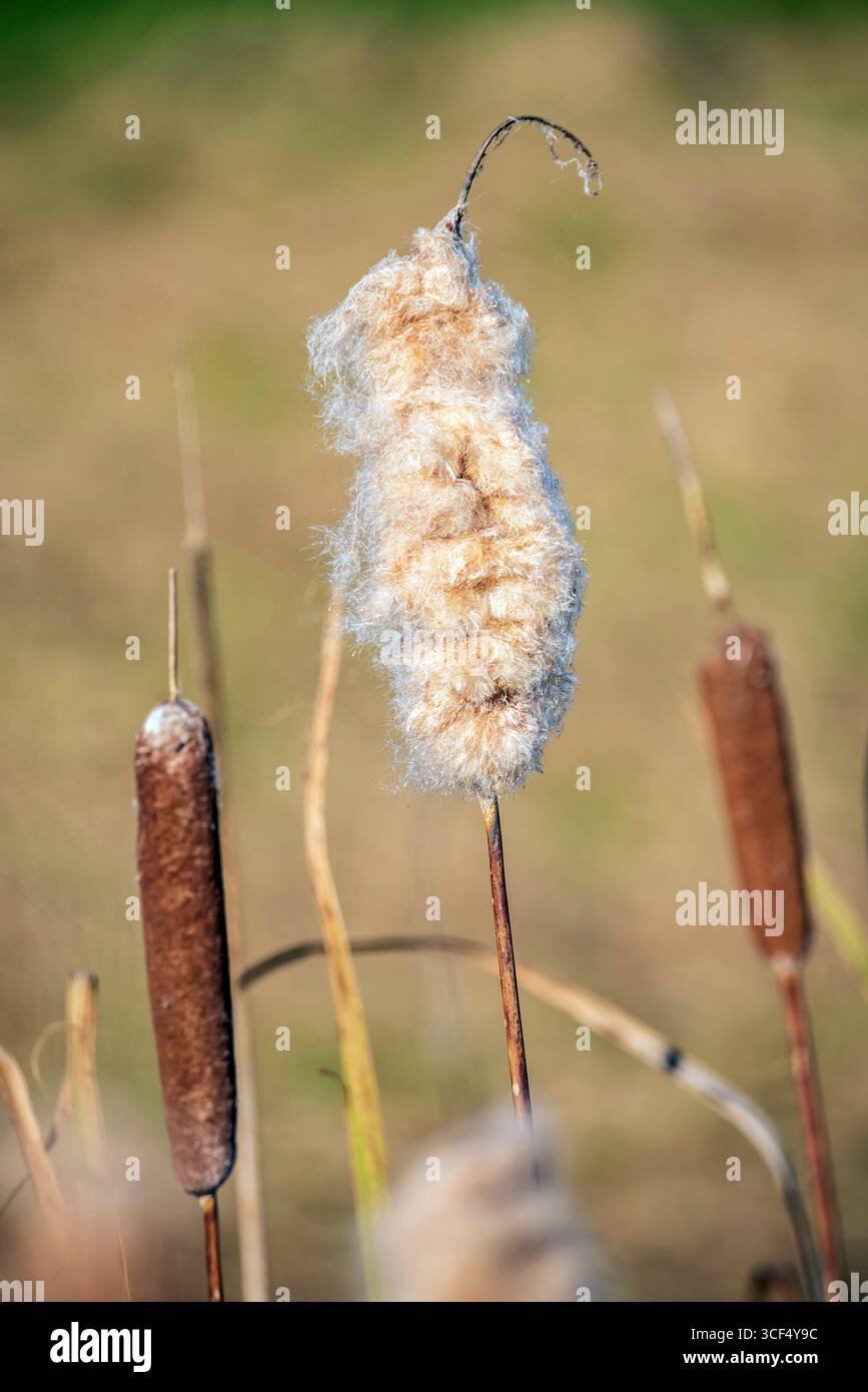 Broadleaf cattail in bloom on sylt hi-res stock photography and images ...