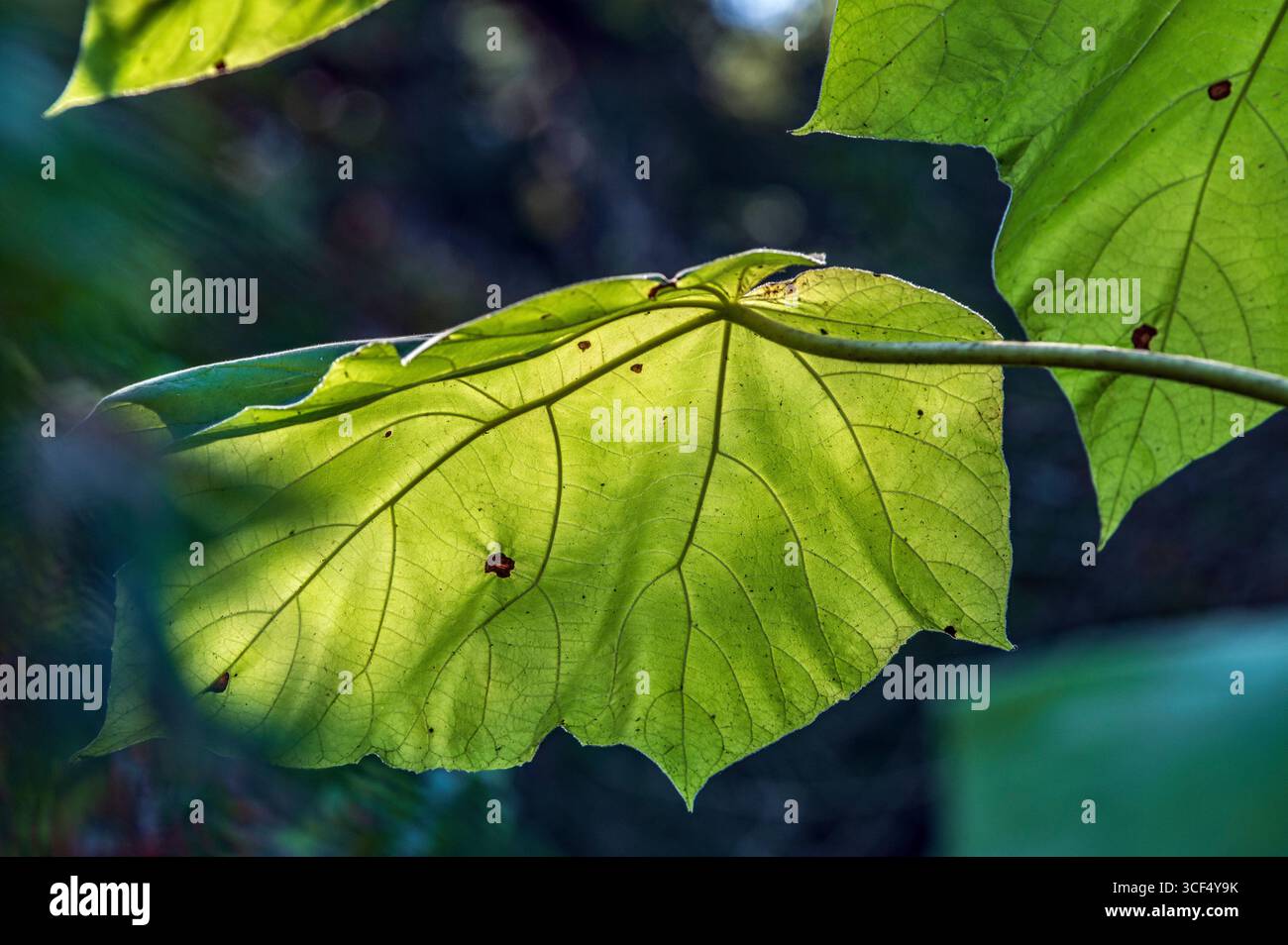 Fallen tulip poplar liriodendron hi-res stock photography and images ...