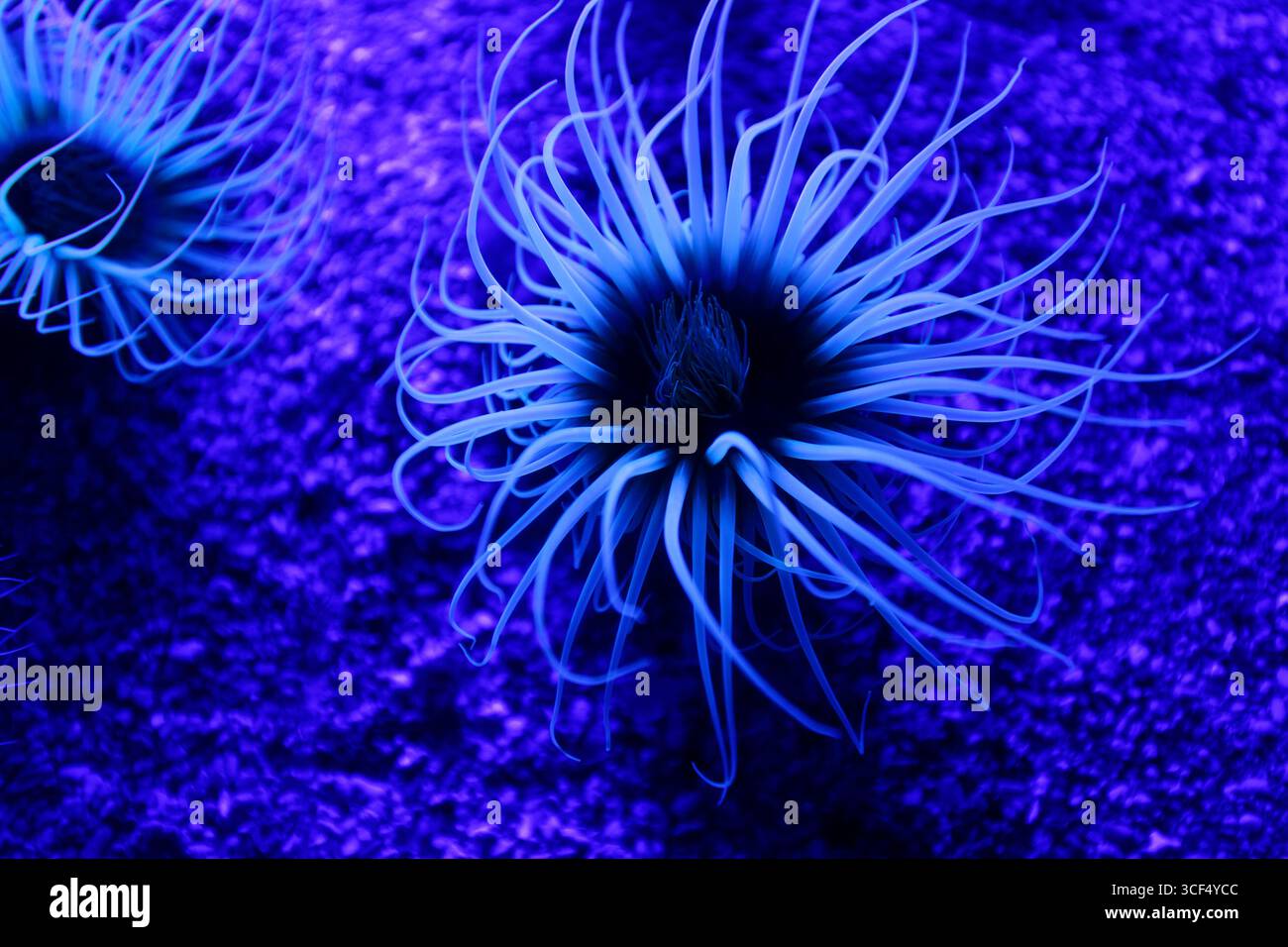 Cylinder anemone (Cerianthus membranaceus), also known as the coloured ...
