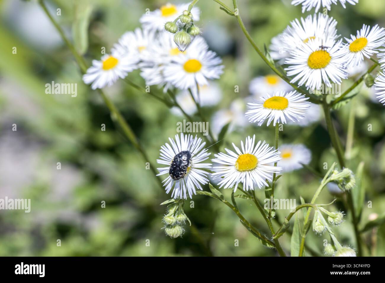 white-spotted rose beetle (Oxythyrea funesta) on a daisy fleabane ...