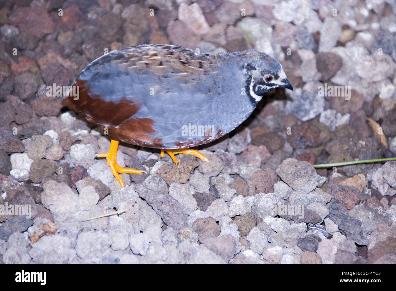 Dwarf quail or Chinese painted quail (Synoicus chinensis, syn ...