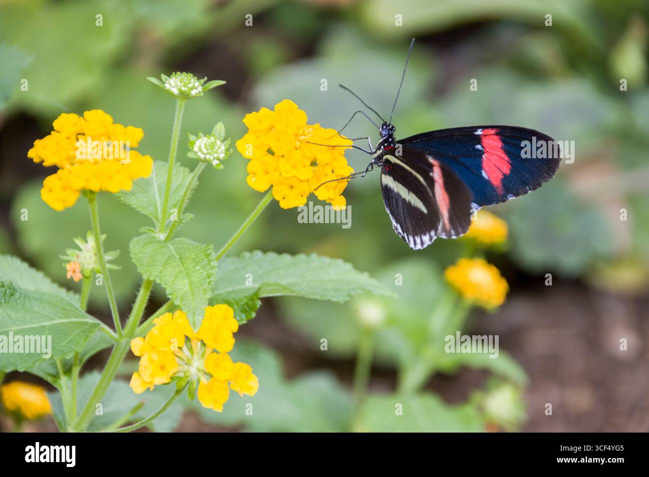 red postman (Heliconius erato), small postman in a butterfly house ...