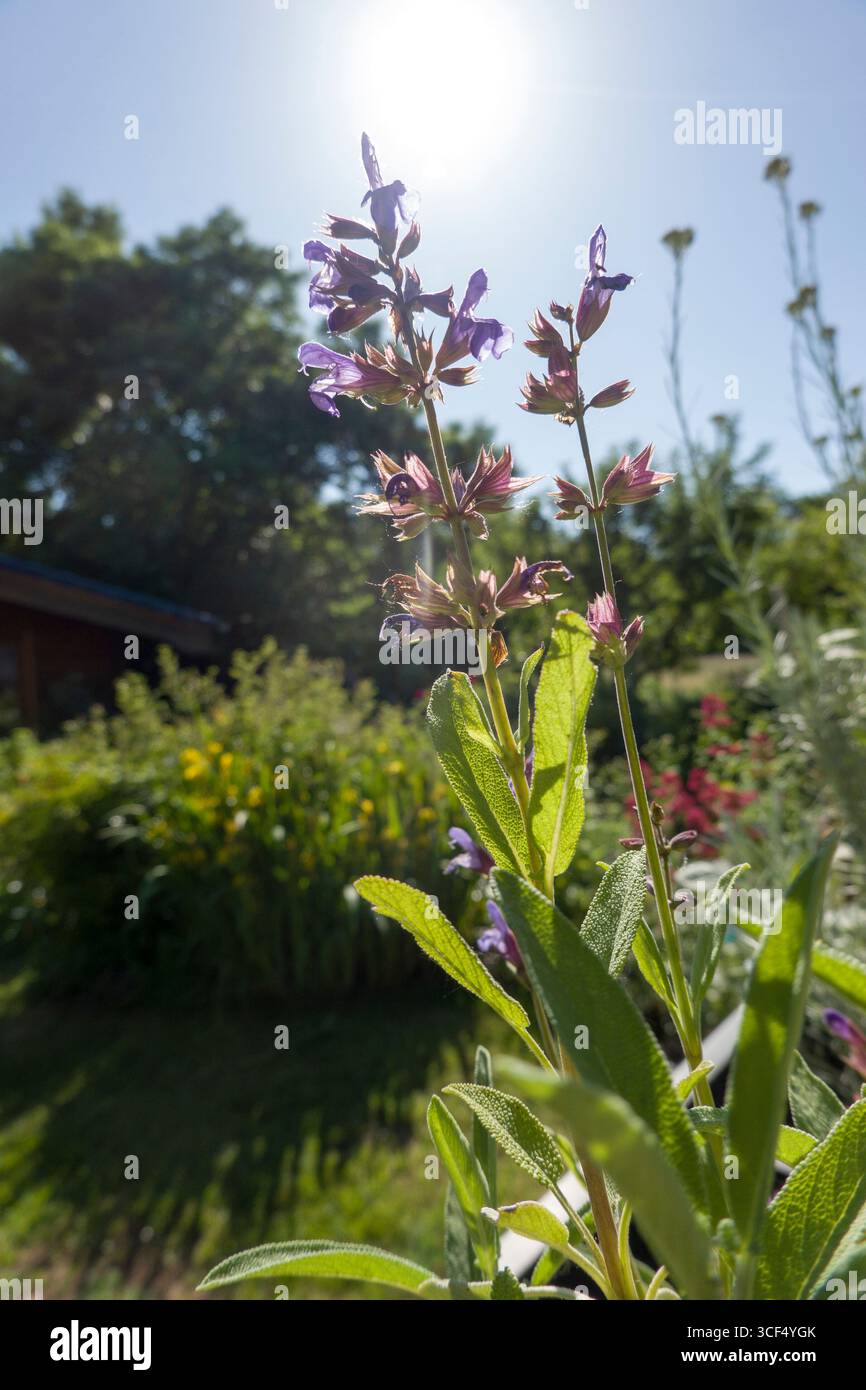 common sage (Salvia officinalis Stock Photo - Alamy