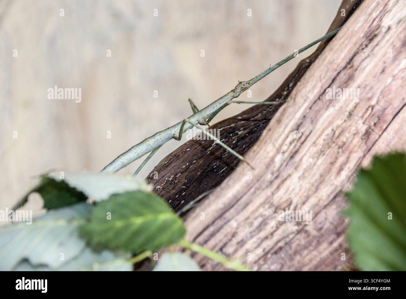 Baculum extradentatum in a butterfly house hi-res stock photography and ...