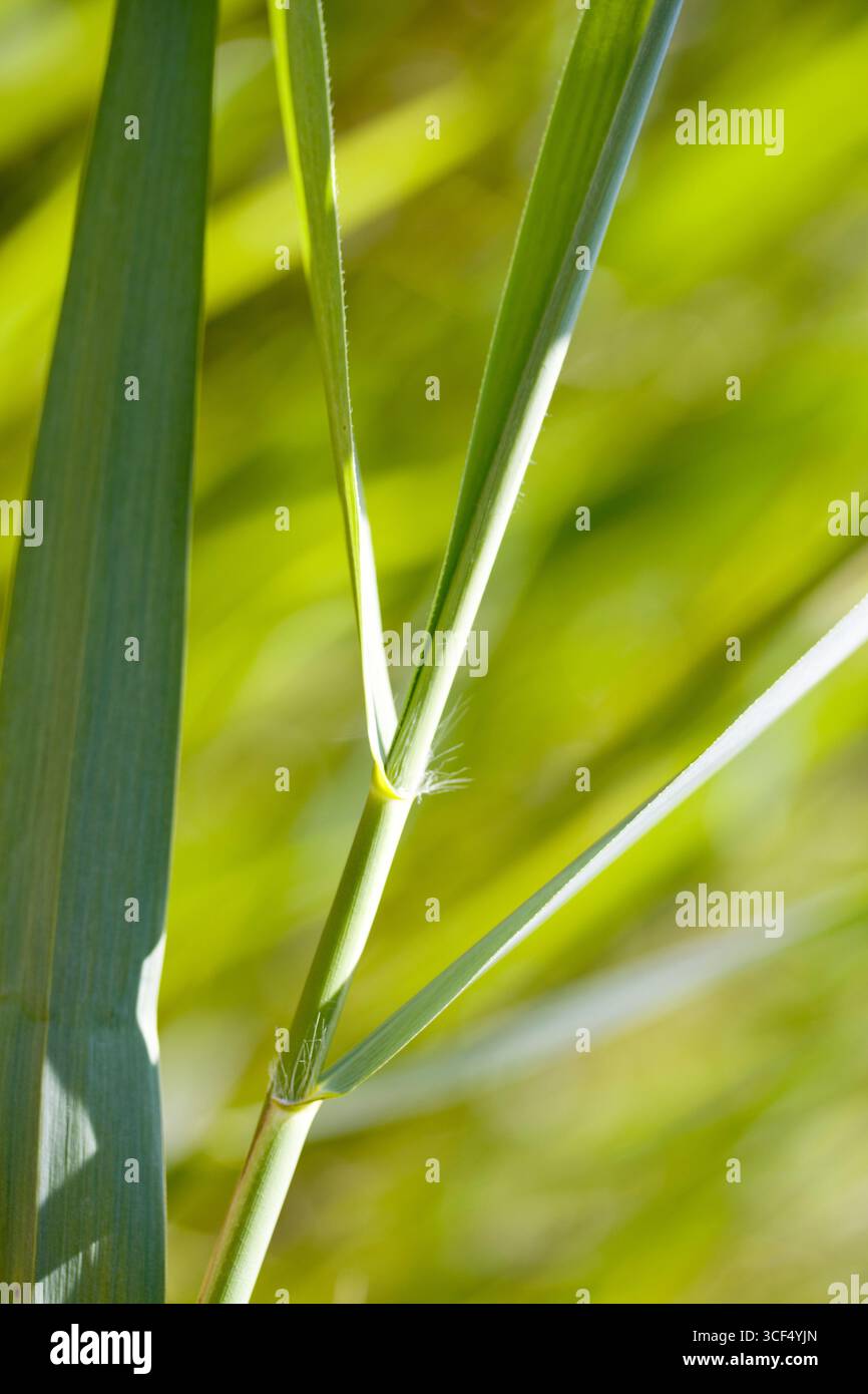 common reed (Phragmites australis), reed Stock Photo - Alamy