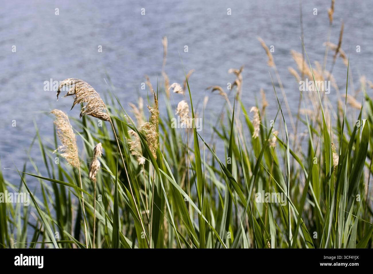 common reed (Phragmites australis), reed Stock Photo - Alamy