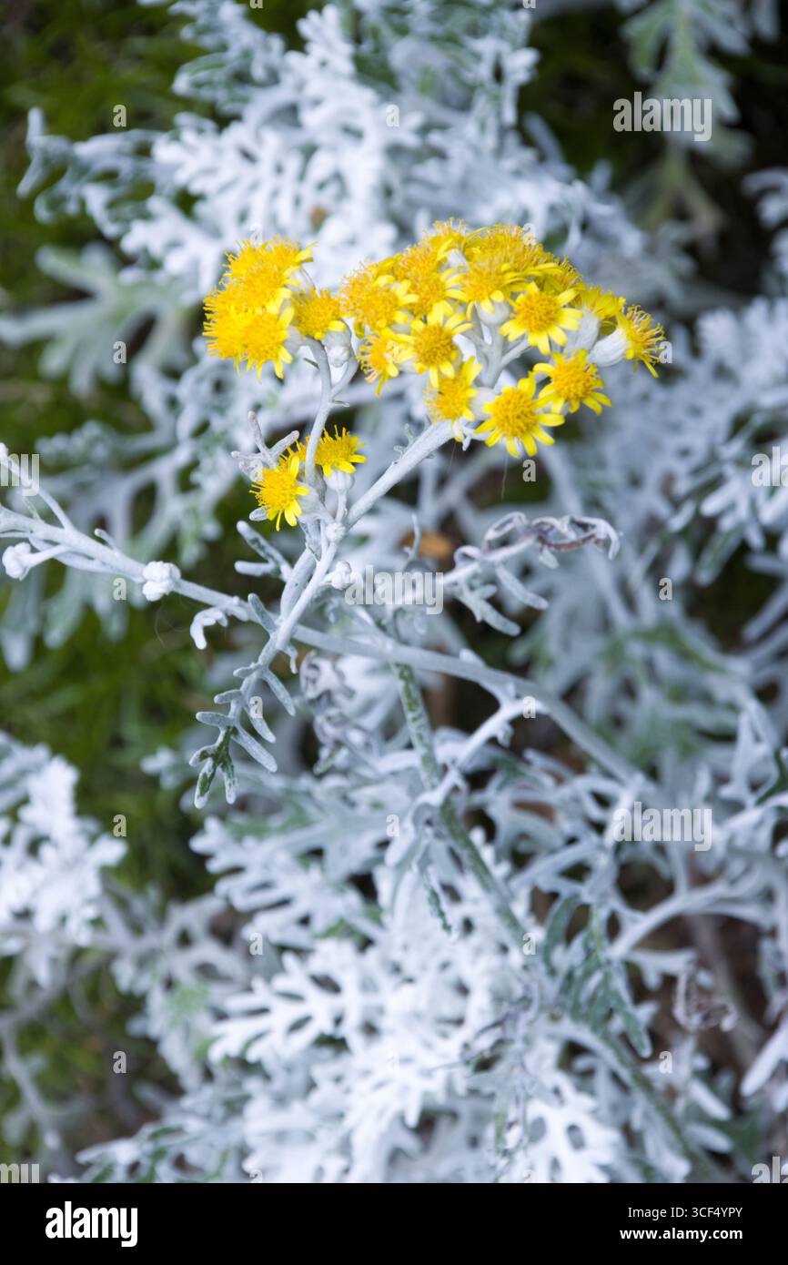 Silver ragwort flower hi-res stock photography and images - Alamy