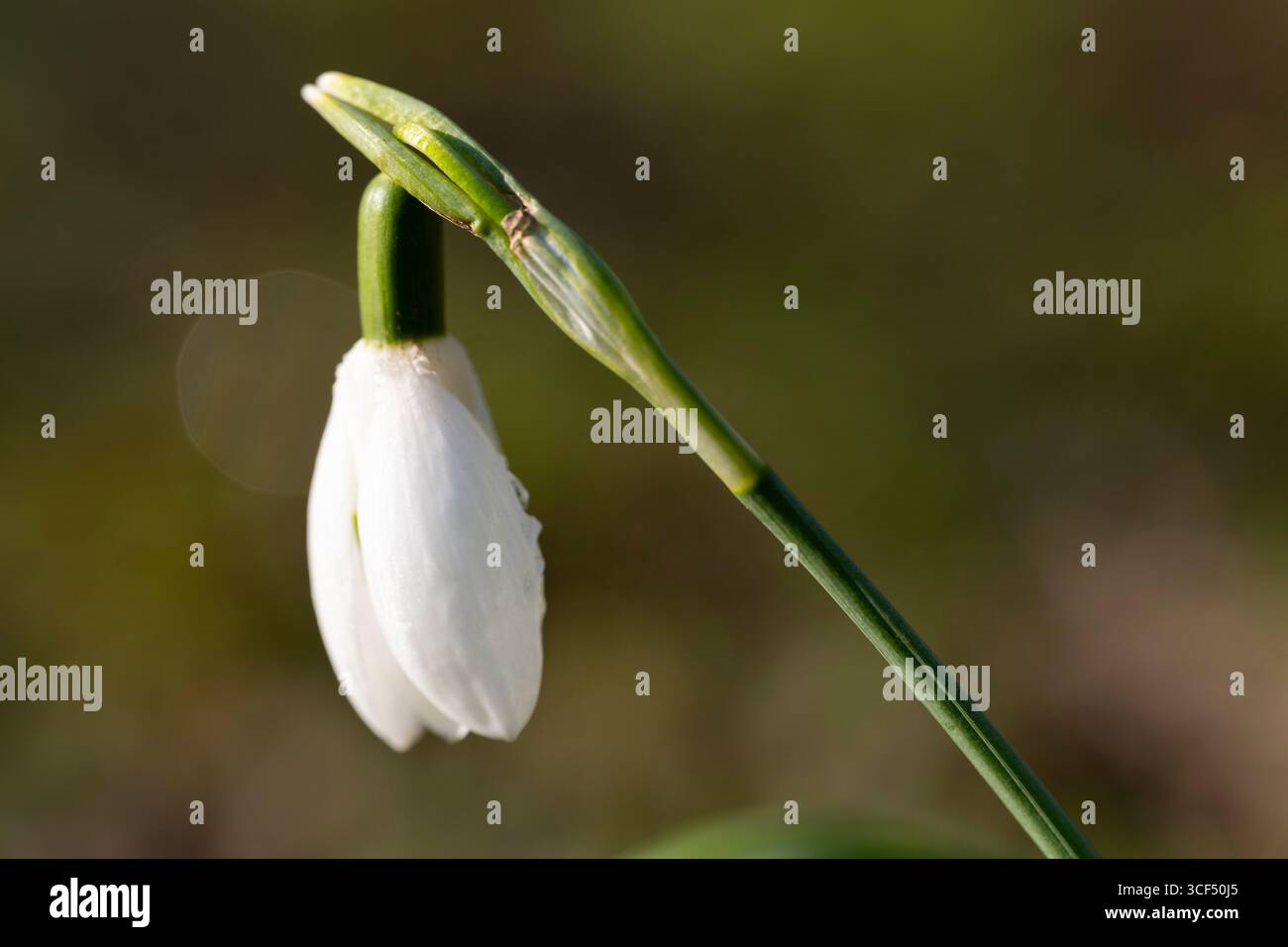 Single snowdrop with closed flower, Galanthus nivalis Stock Photo - Alamy
