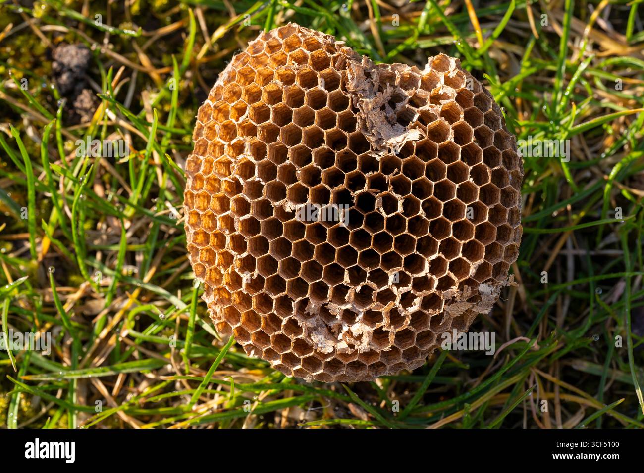 Empty wasp nest lies on the lawn hi-res stock photography and images ...