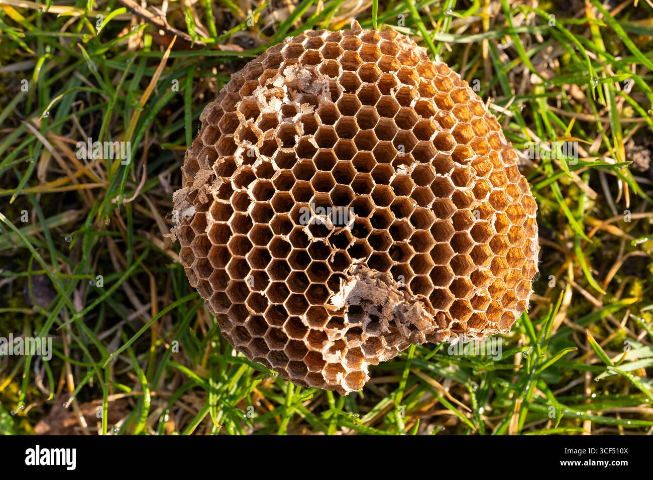 Empty wasp nest lies on the lawn hi-res stock photography and images ...