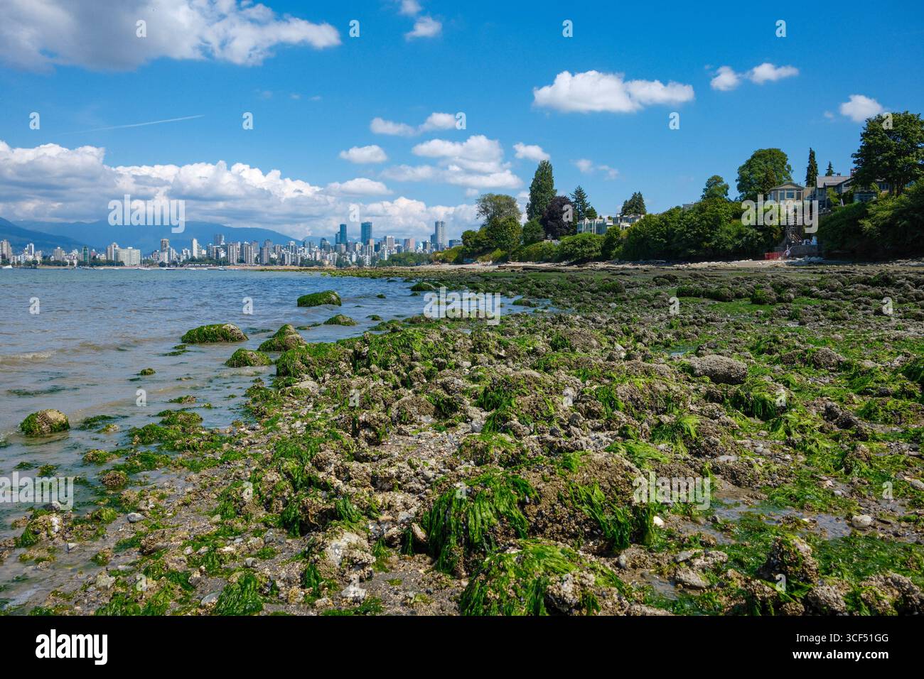 Seaweed along the shore at Linnea Beach in Point Grey, Vancouver, BC ...