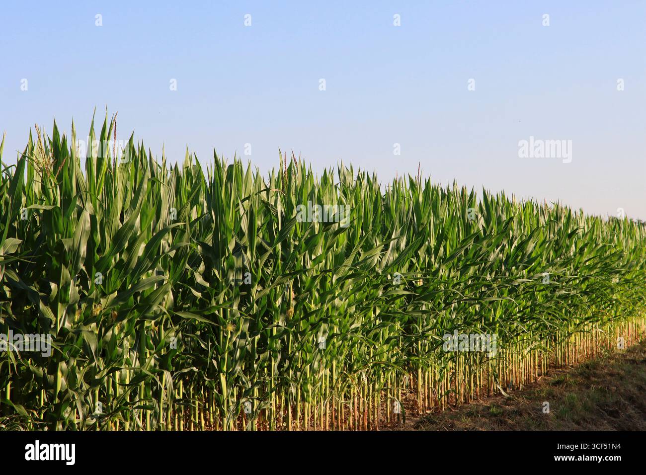 The maize stands in rows and rows Stock Photo - Alamy