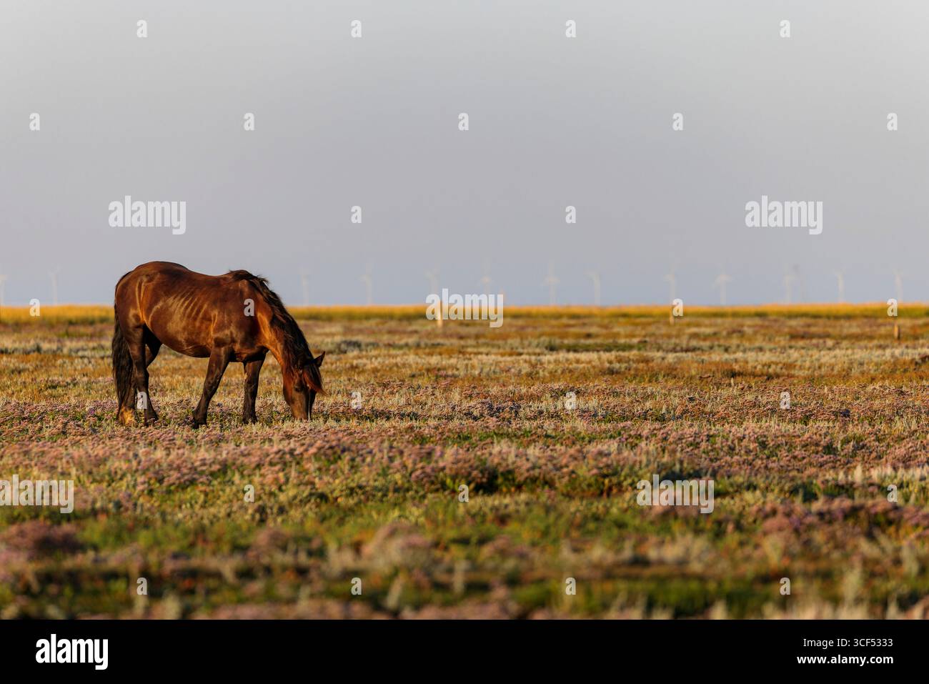 Horse on the salt marshes on juist hi-res stock photography and images ...