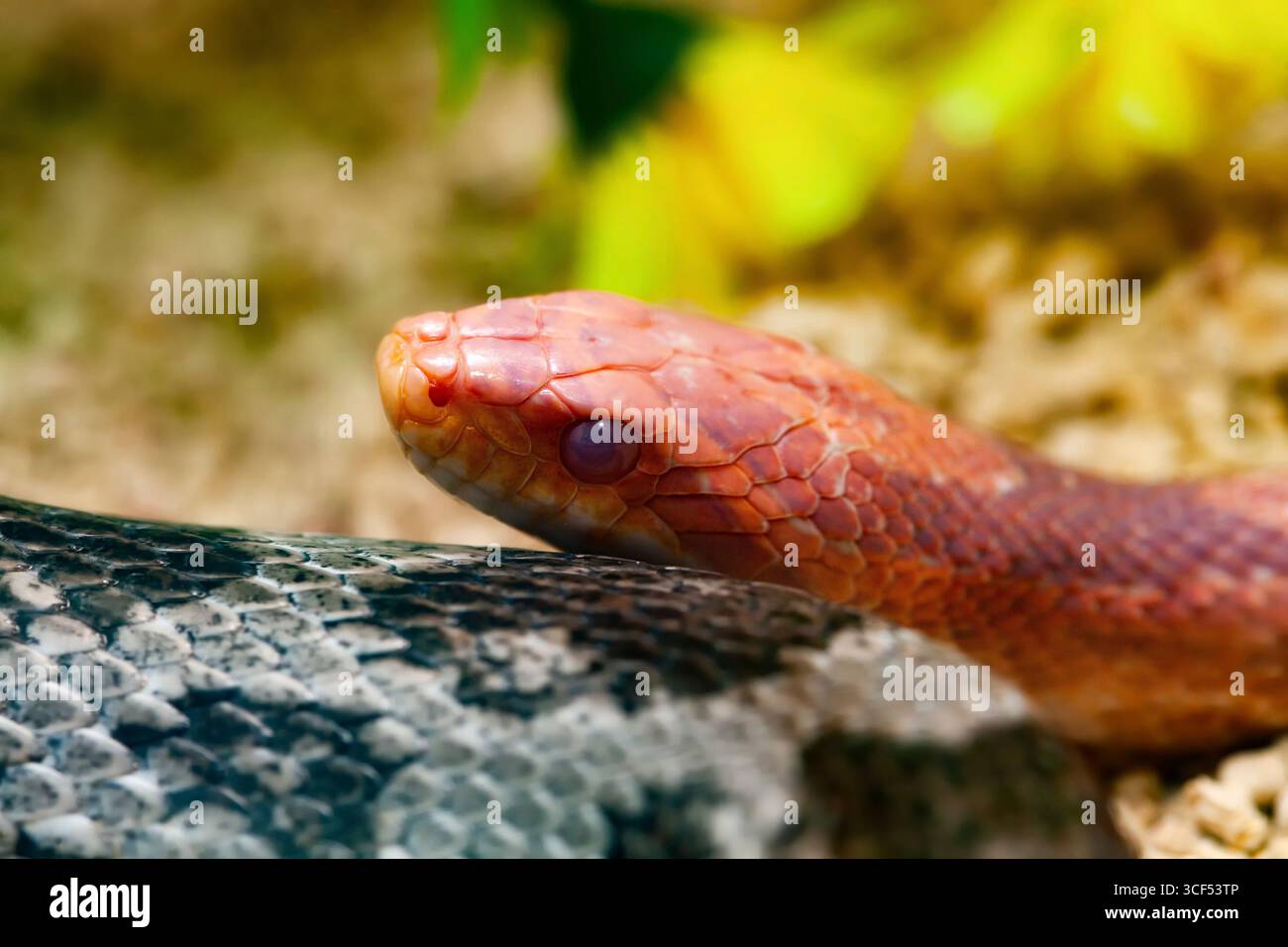 Blood red corn snake hi-res stock photography and images - Alamy