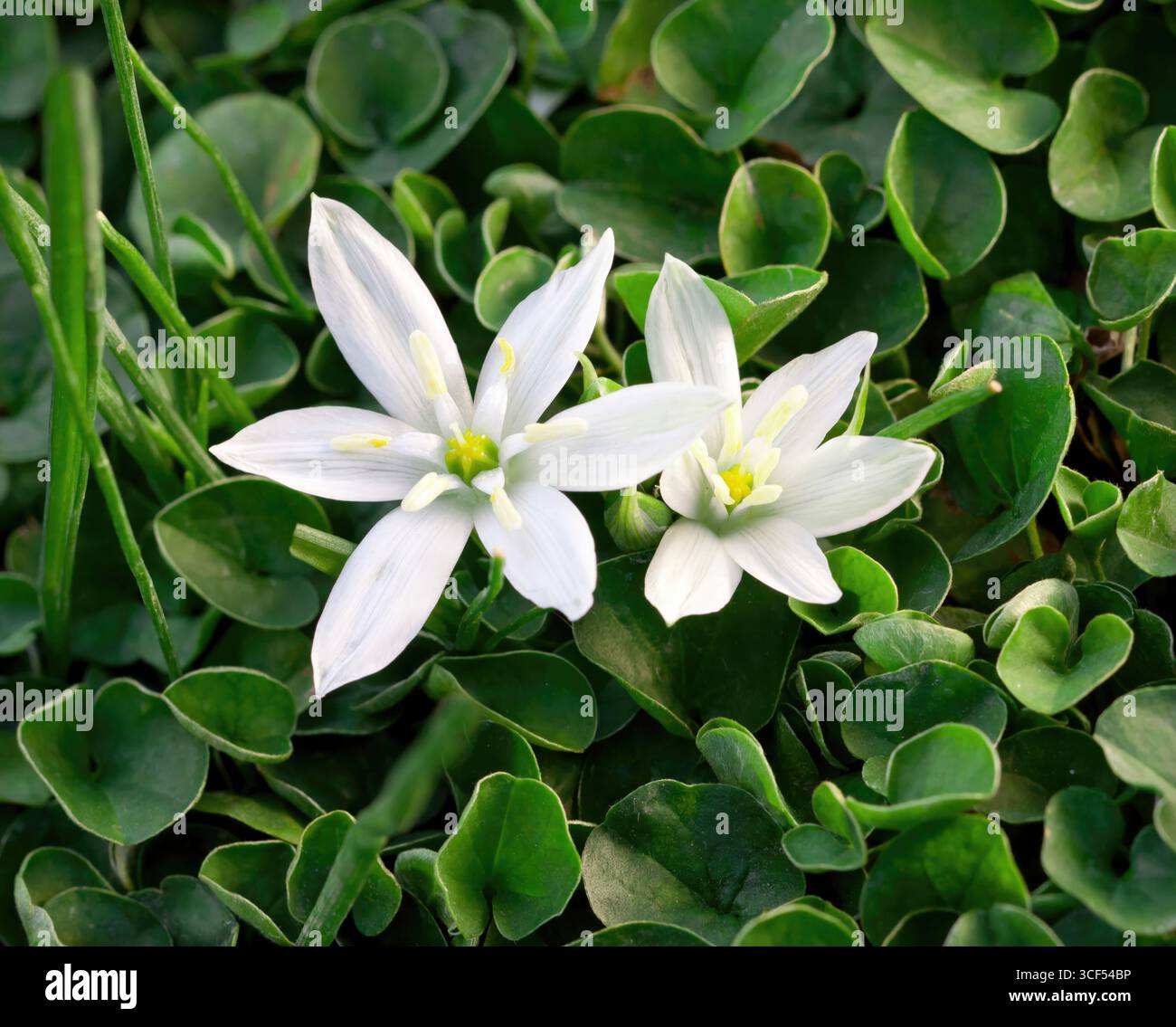 Blooming bright delicate white hi-res stock photography and images - Alamy