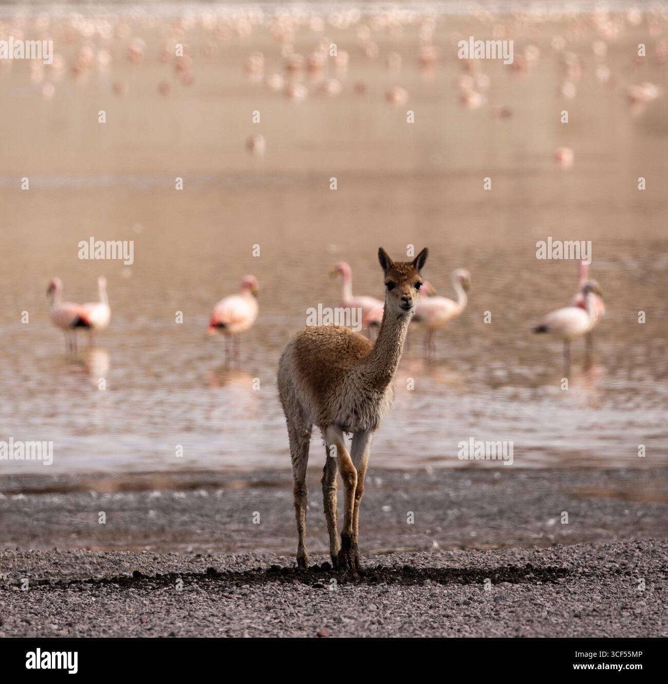 Sierra vicuna hi-res stock photography and images - Alamy