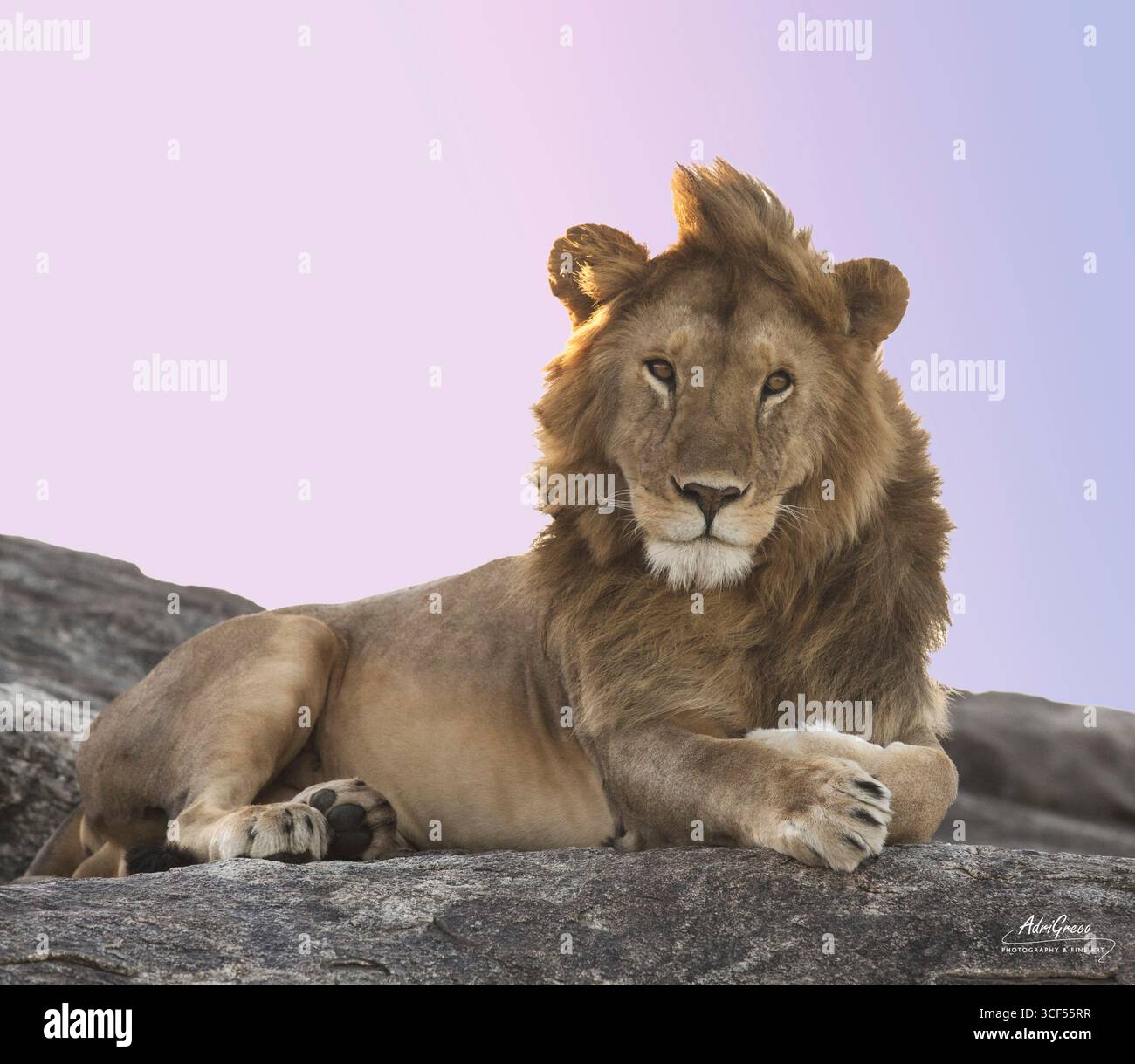 Lion on the rocks in Serengeti National Park, Tanzania, Africa Stock ...