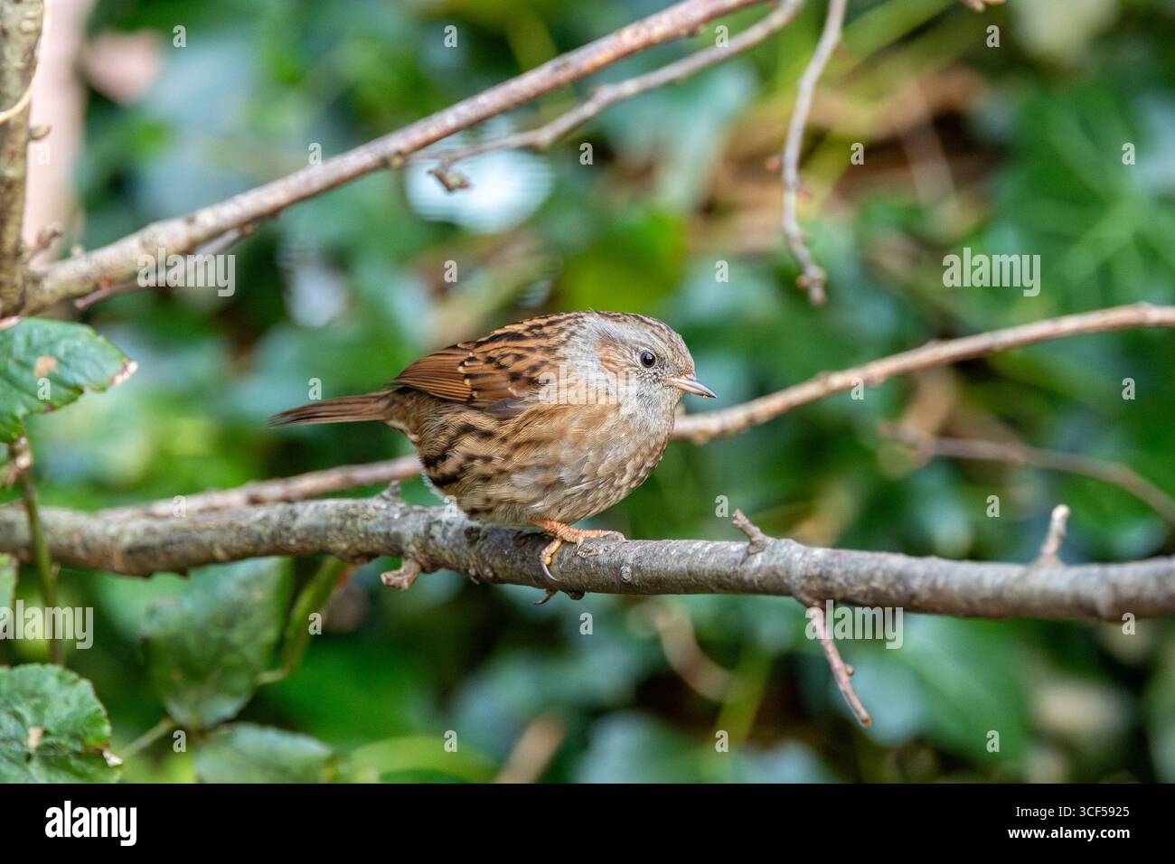Small brown-grey songbird with fine streaks, feeding on insects and ...