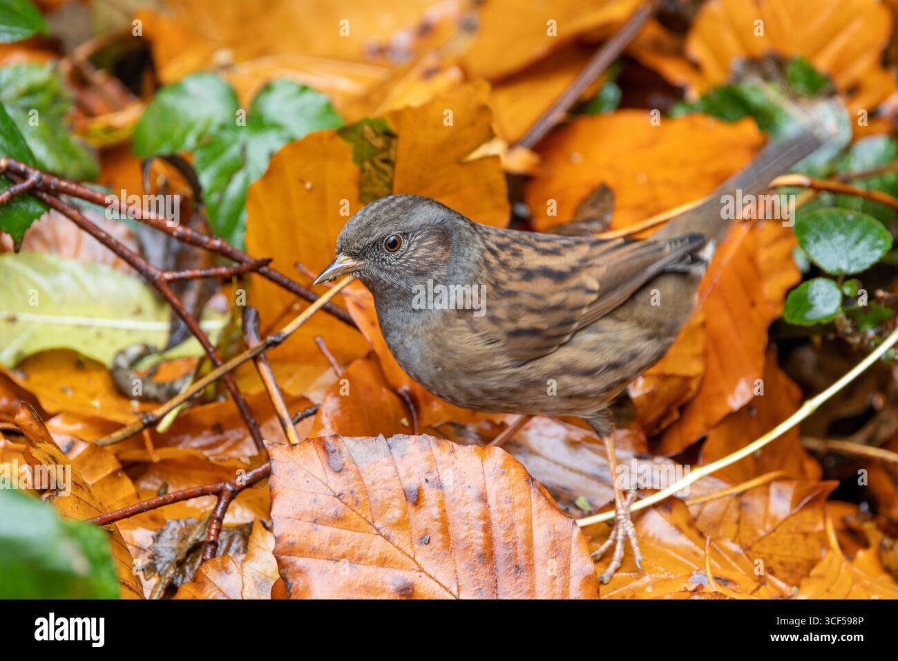 Small brown-grey songbird with fine streaks, feeding on insects and ...