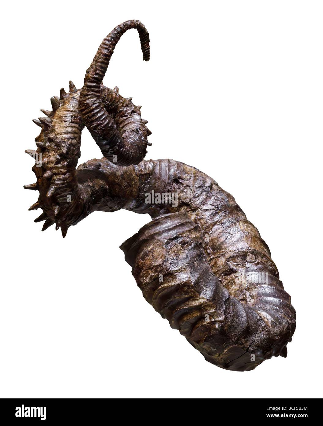 Aberrant ammonite (Didymoceras cheyennense), Late Cretaceous, South ...