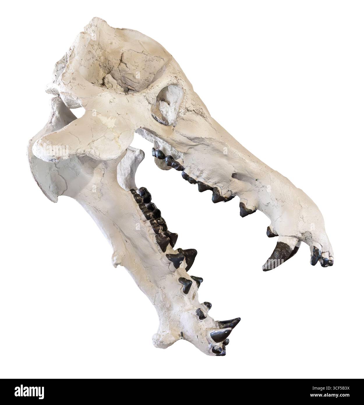 Archaeotherium skull cast, White River Formation, Oligocene (34–23 ...