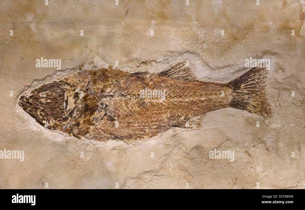 Vertebrate skeleton of fish perch hi-res stock photography and images ...