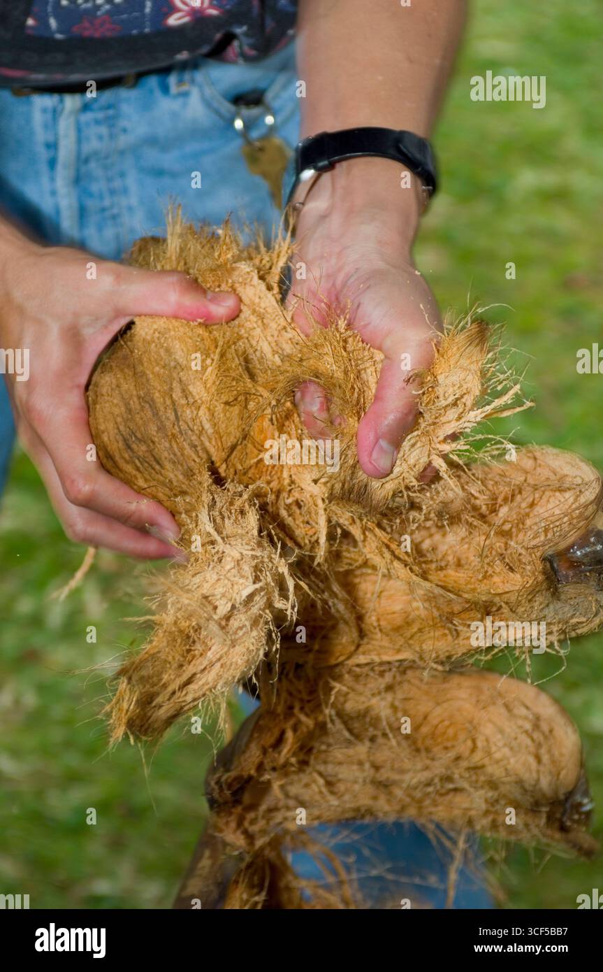 Man husking a coconut Stock Photo - Alamy