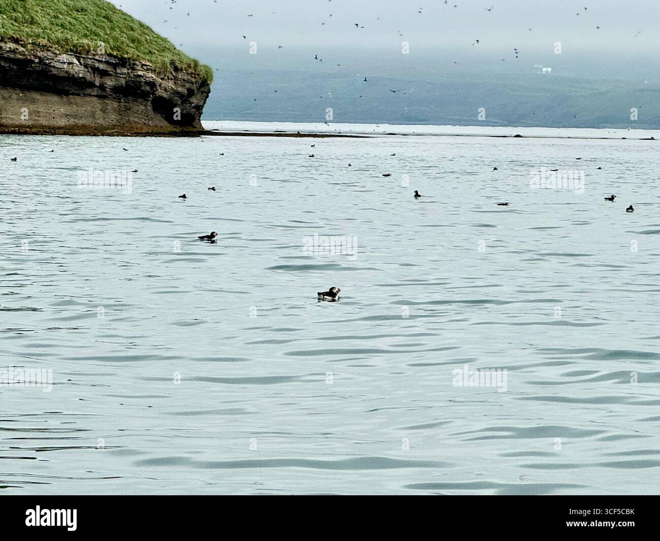 Puffins floating and flying around their summer nesting grounds on ...