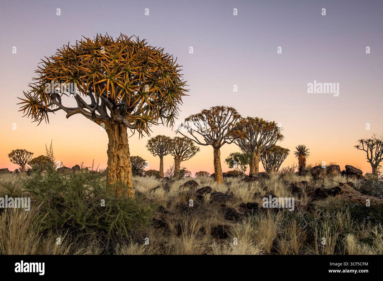 Giant quiver tree in hi-res stock photography and images - Alamy