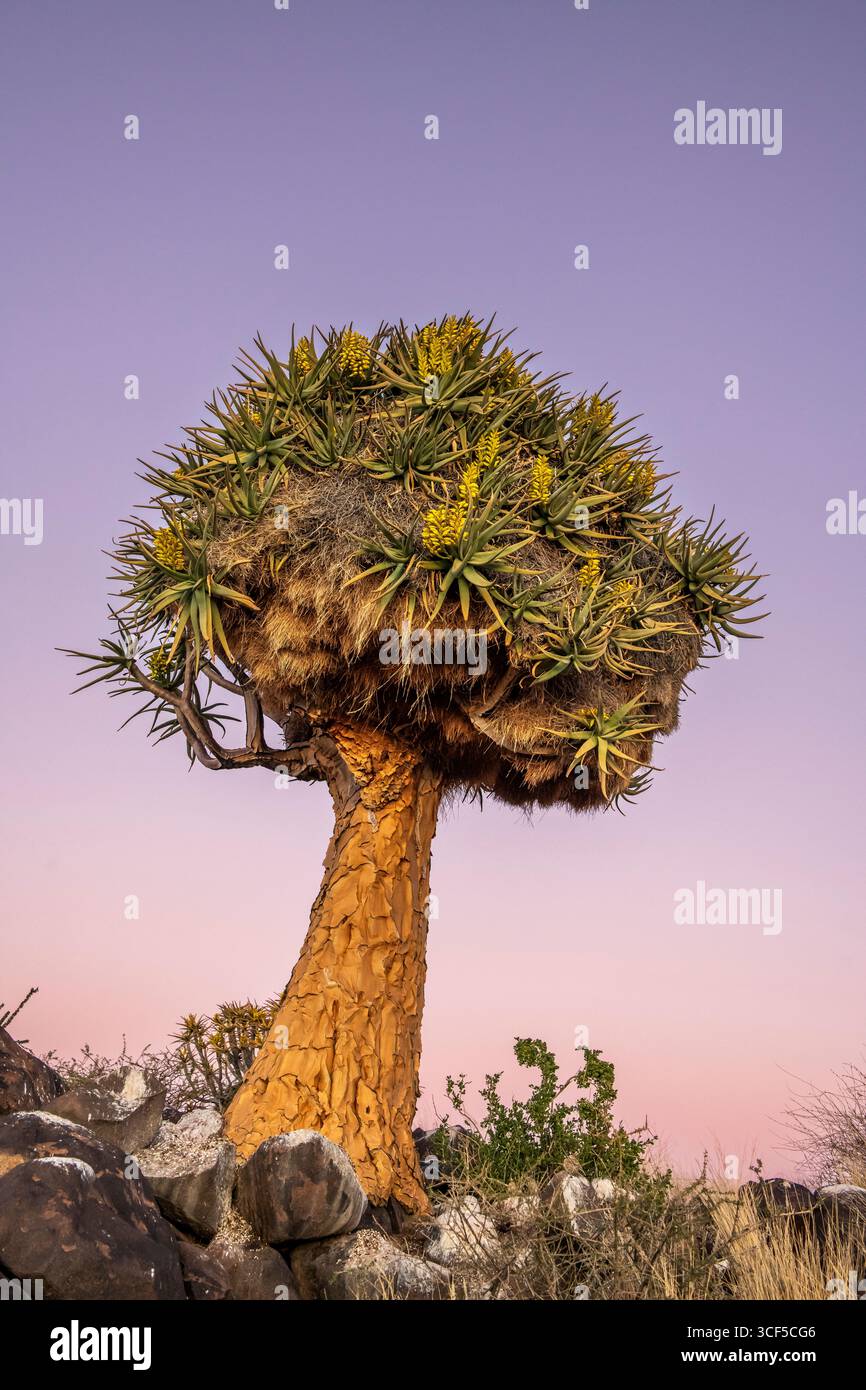 Giant quiver tree in hi-res stock photography and images - Alamy