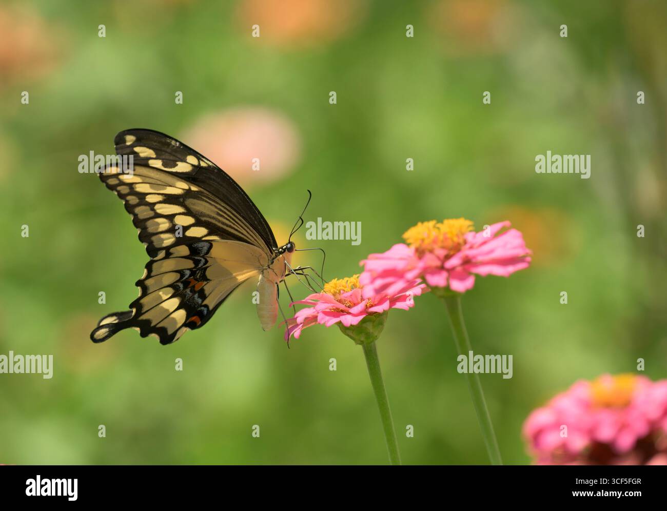 Ventral view of a Giant Swallowtail butterfly feeding on a pink Zinnia ...
