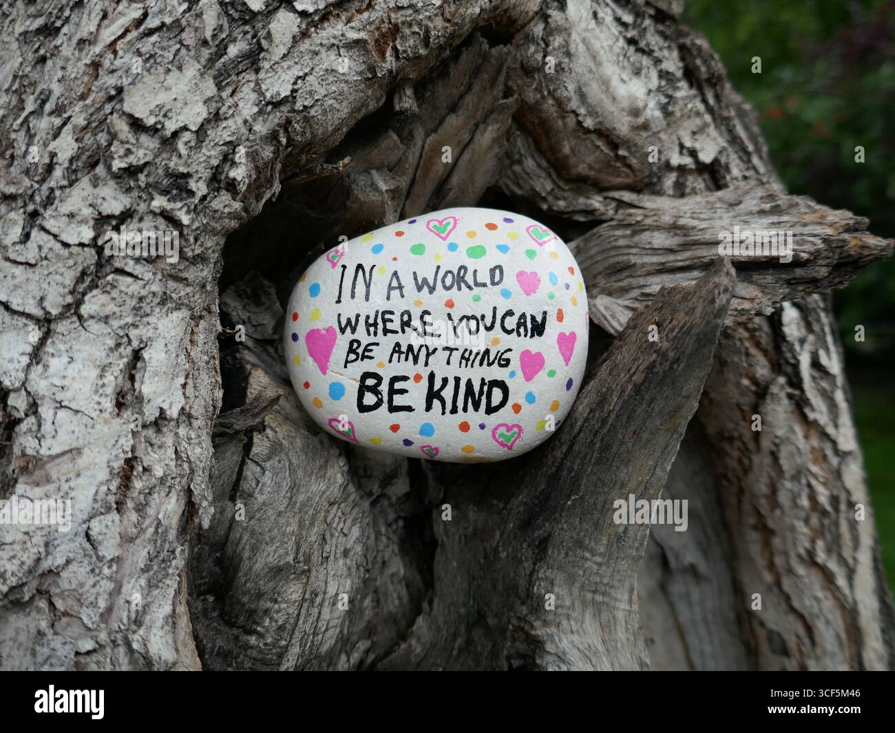 Damaged tree close-up with be kind kindness rock Stock Photo - Alamy