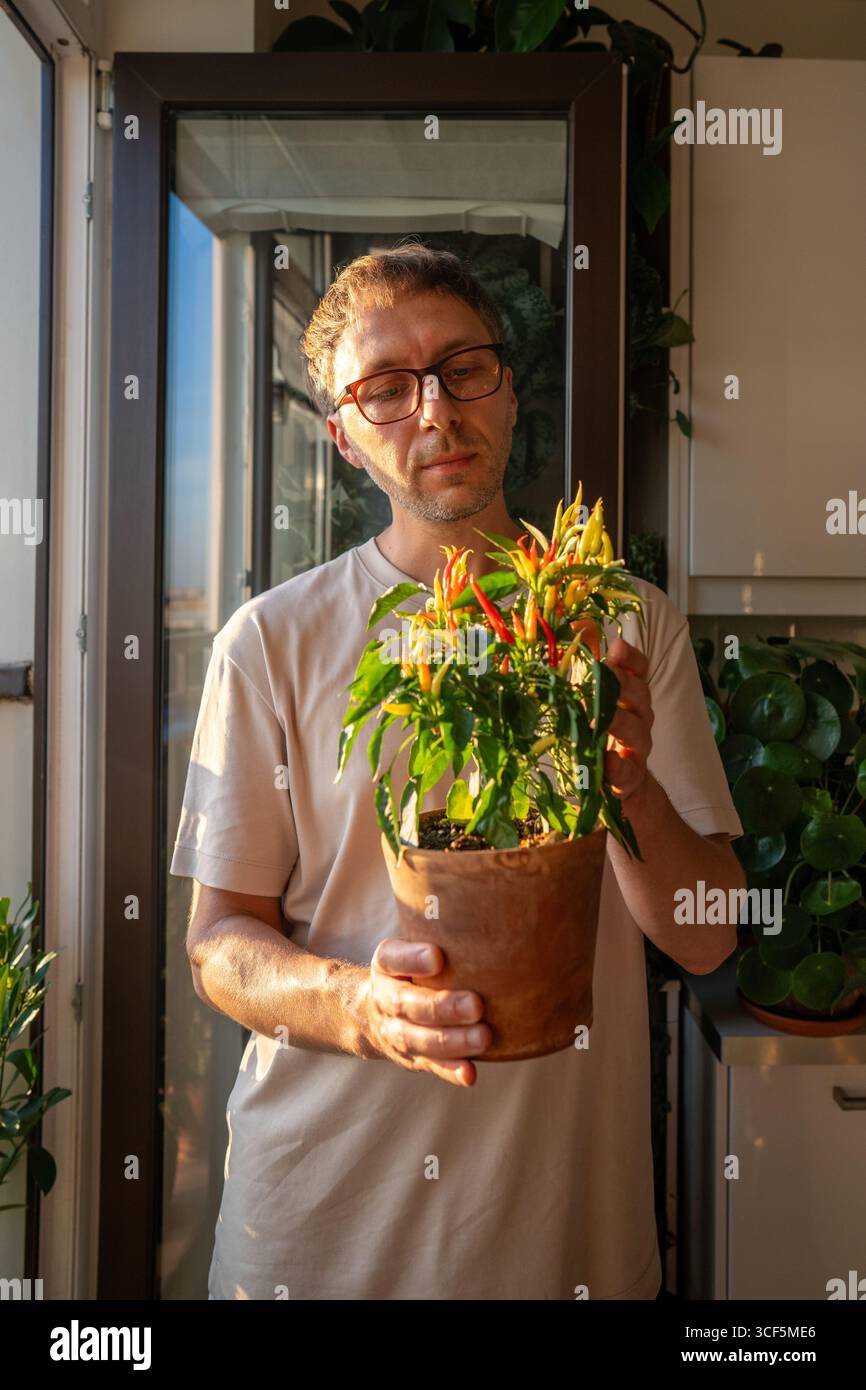 Red chili pepper bush in pot in man hands. Male check plant, indoor ...