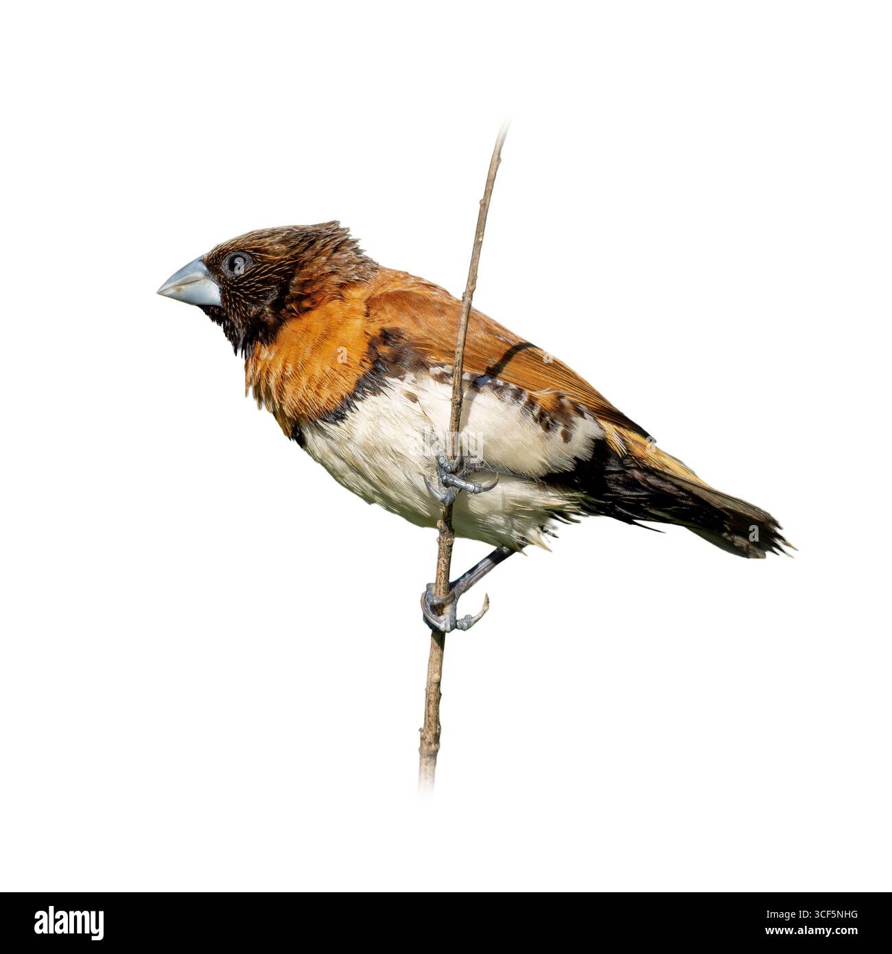 Detailed feather texture Cut Out Stock Images & Pictures - Alamy