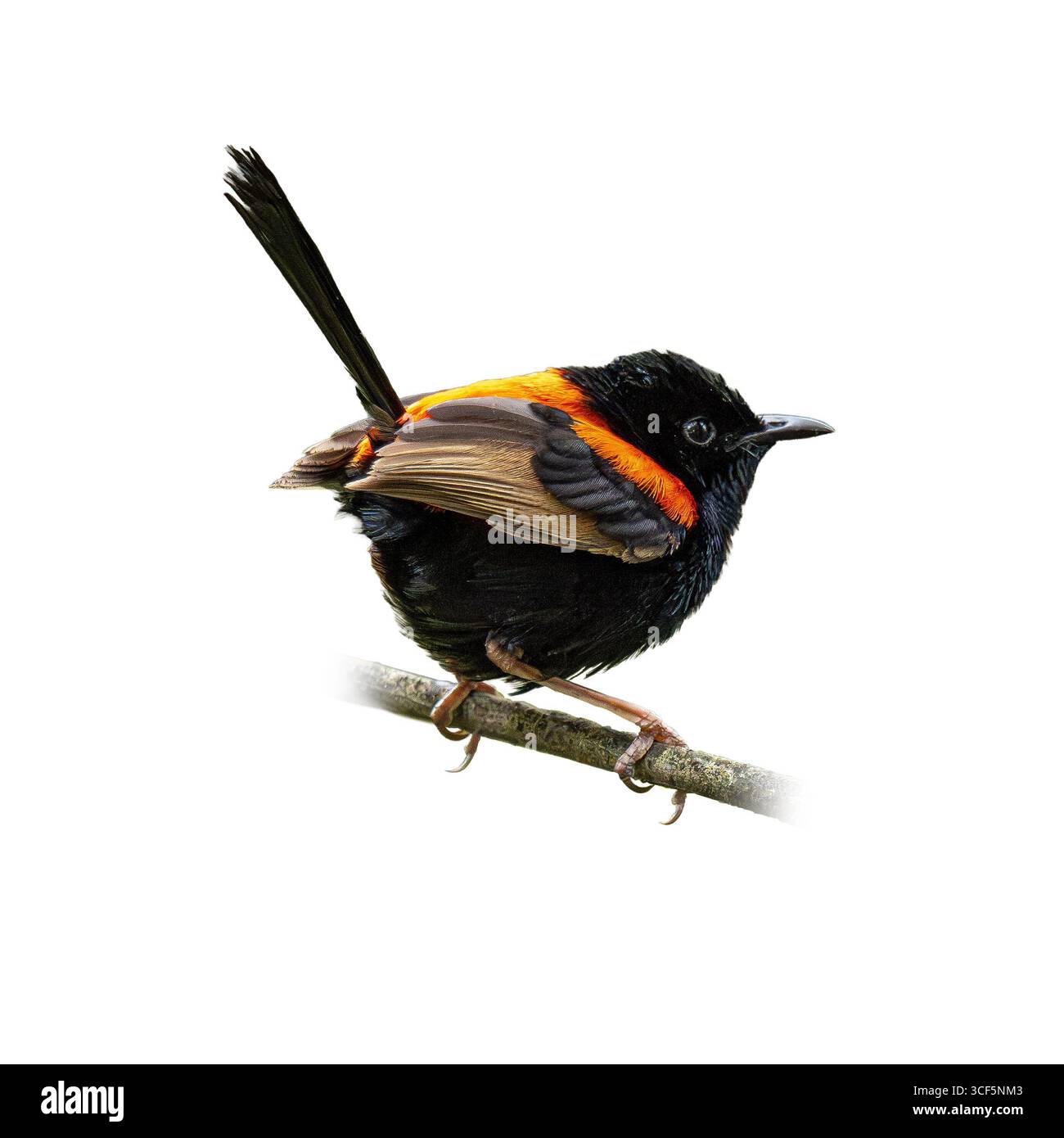 Black back feathers Cut Out Stock Images & Pictures - Alamy