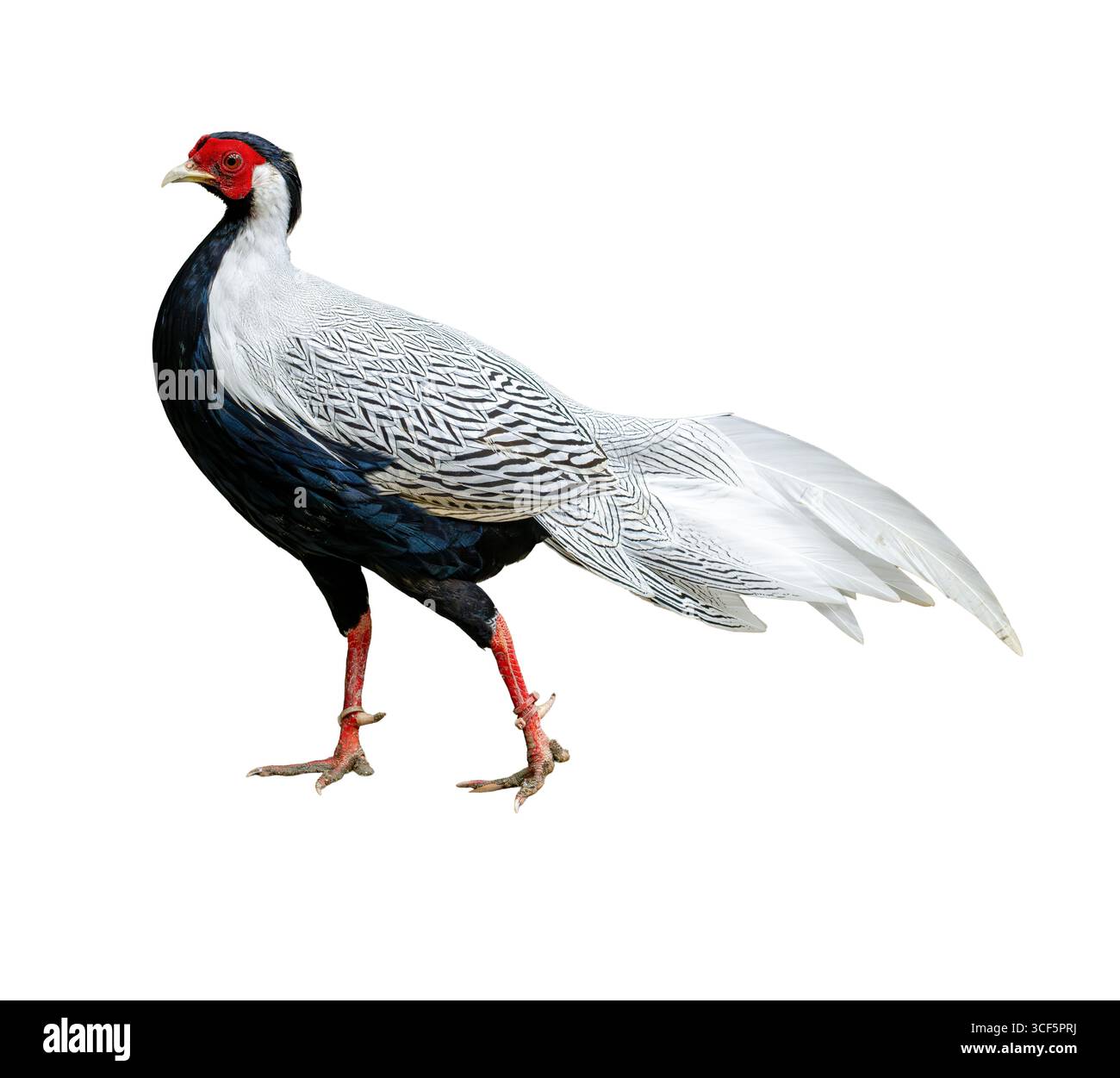 Skin in the game Cut Out Stock Images & Pictures - Alamy