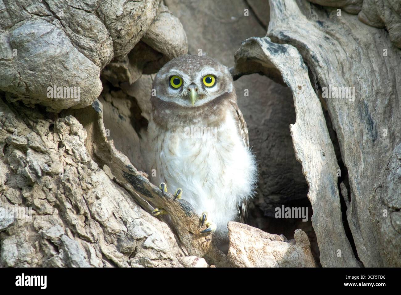 Owl outside hi-res stock photography and images - Alamy