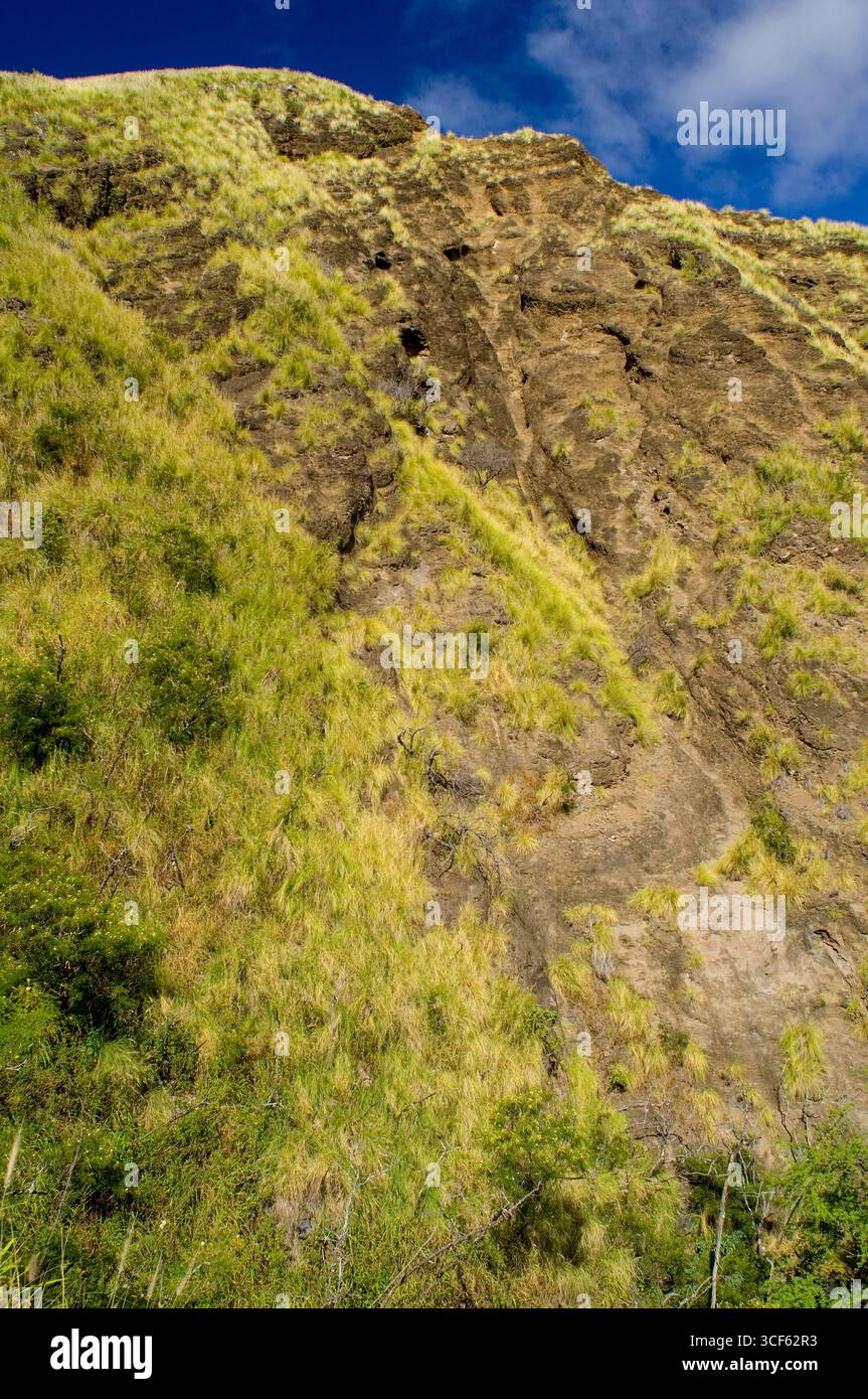 Views of lush green foliage from the Diamond Head summit trail, Diamond ...