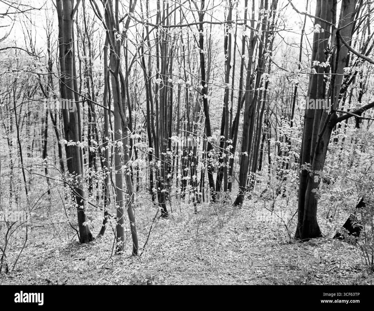 Walk on spring sunny Black and White Stock Photos & Images - Alamy