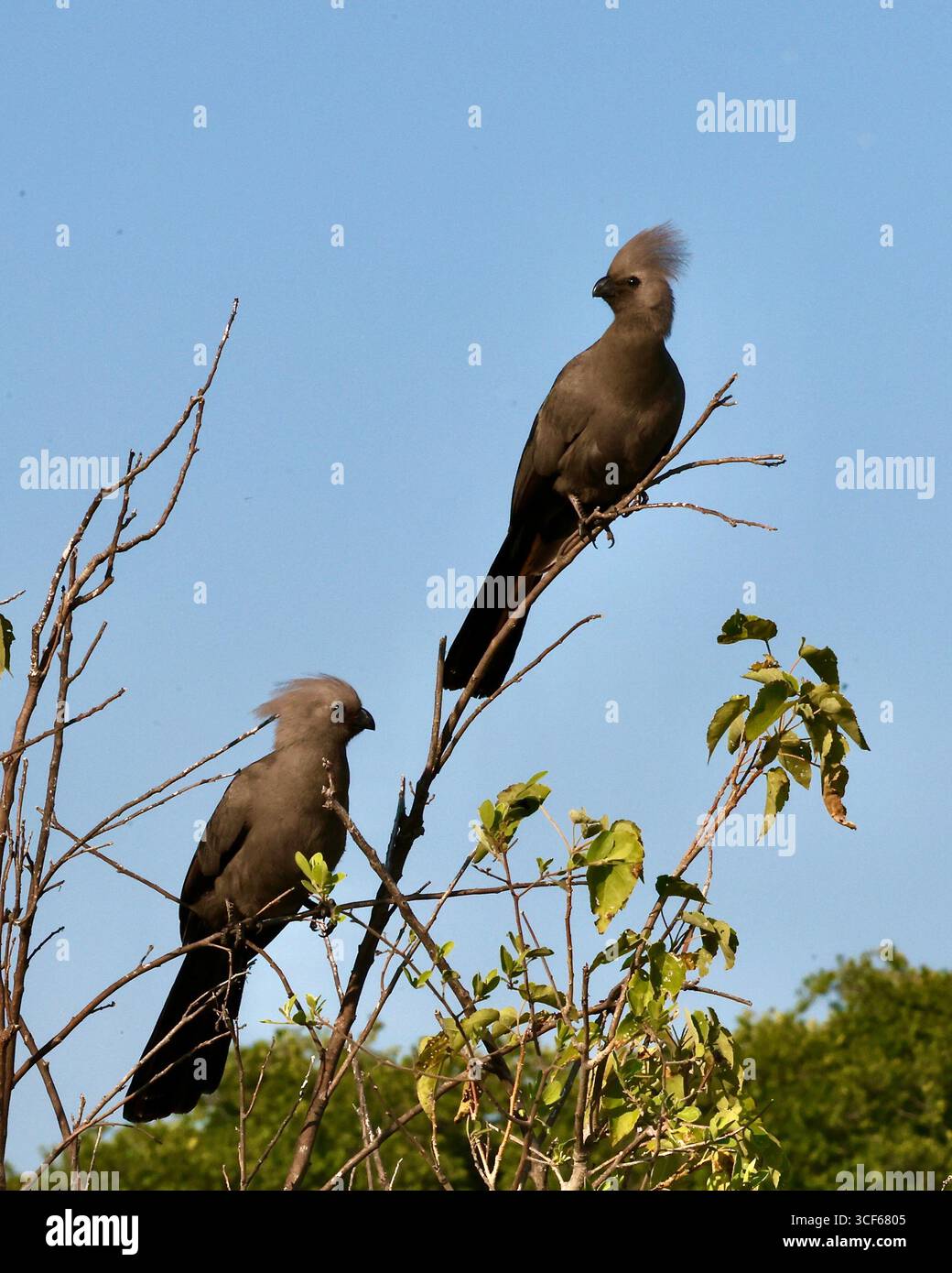 Go Away Bird, aka Grey Lourie, aka Corythaixoides Concolor Stock Photo ...