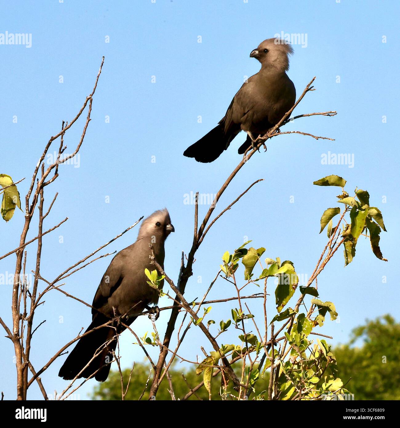 Go Away Bird, aka Grey Lourie, aka Corythaixoides Concolor Stock Photo ...