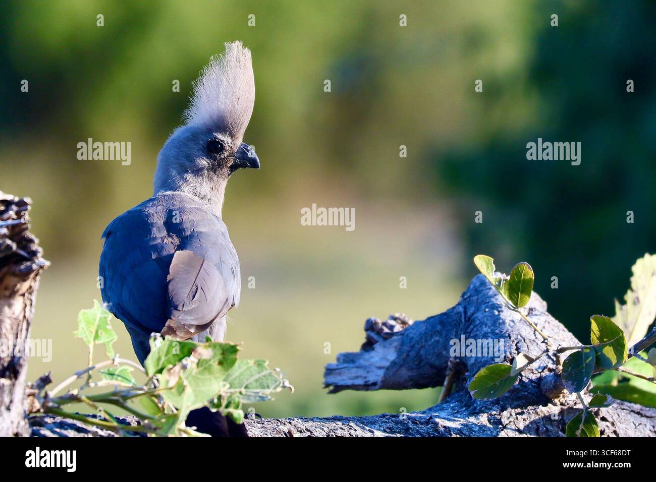 Go Away Bird, aka Grey Lourie, aka Corythaixoides Concolor Stock Photo ...