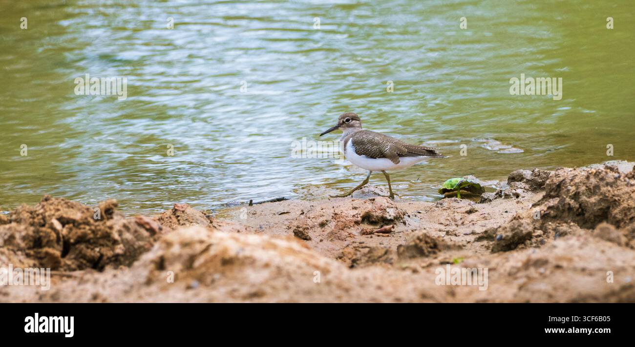 A solitary Common Sandpiper with brown and white plumage walking along ...