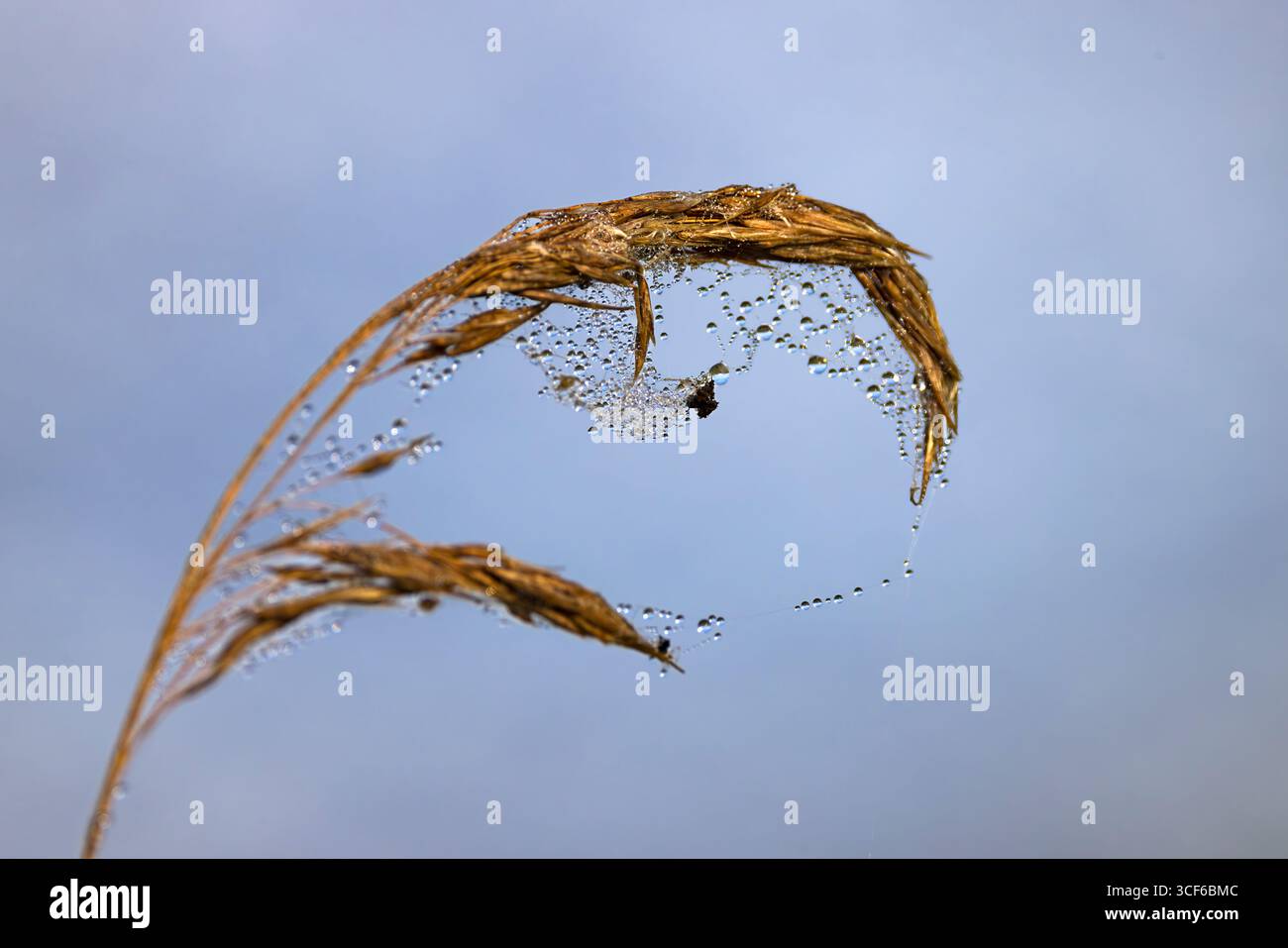 Siders hi-res stock photography and images - Alamy