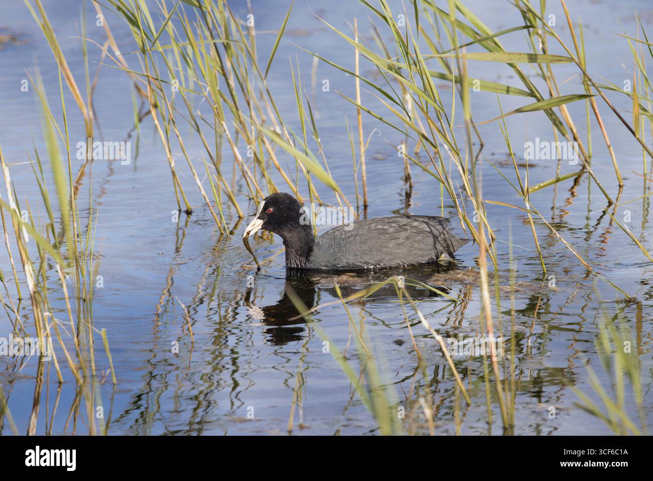 coot swimming through reeds Stock Photo - Alamy